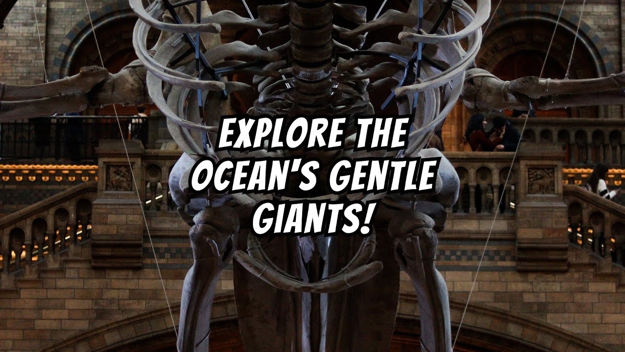 The truth about ocean giants#, - YouTube
