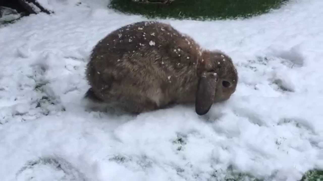Rabbit's first time in the snow - YouTube