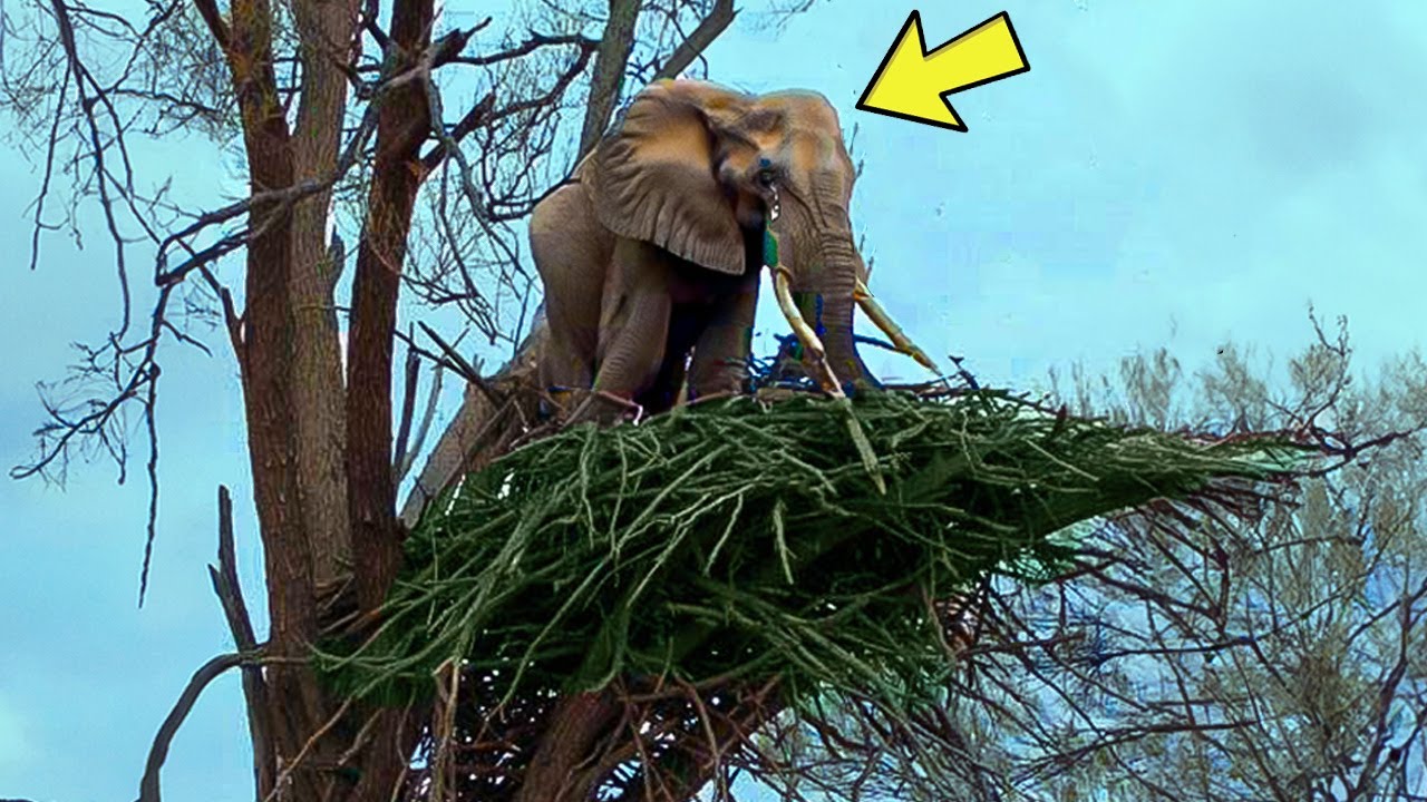 Elephant Refuses To Leave Tree – When Ranger Climbs Up And Sees This ...