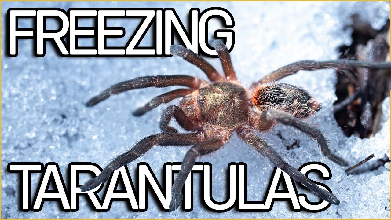 Tarantula under Ice & Snow? Elusive Chile Tarantulas likes the cold ...