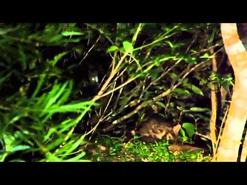 Iriomote Wild Cat / イリオモテヤマネコ 20140723