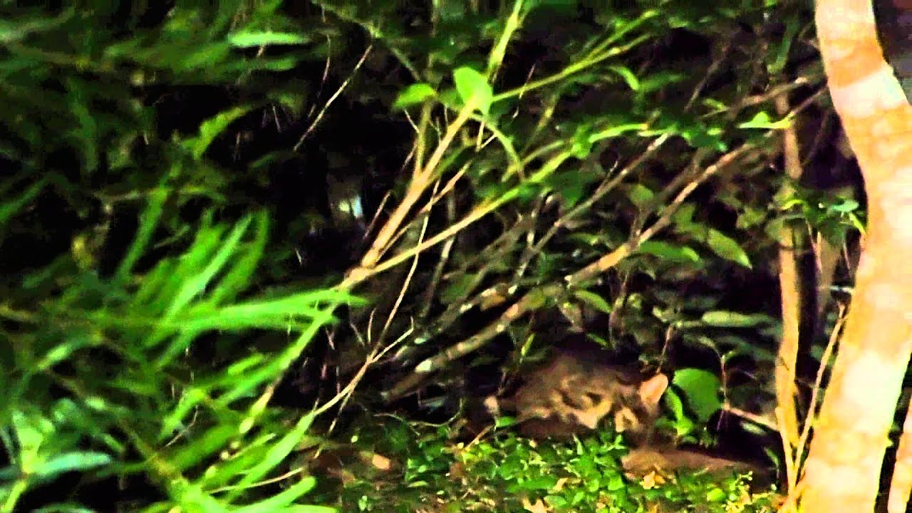 Iriomote Wild Cat / イリオモテヤマネコ 20140723 - YouTube