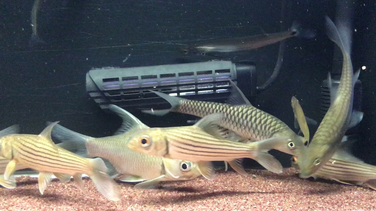 ゴールデンマハシール Golden Mahseer Tor putitora - YouTube
