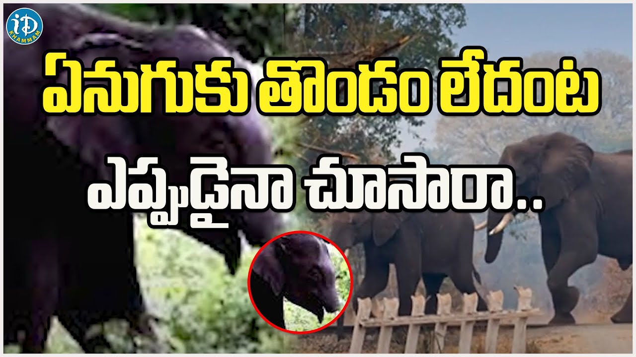Trunkless Elephant in Kerala..Athirapally Forest | ఏనుగుకు తొండం లేదంట ...