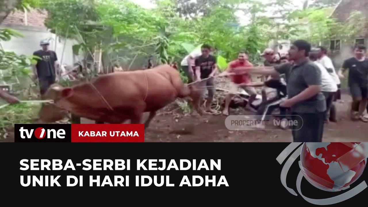 Penuh Ketegangan, Sederet Momen Sapi Kurban Mengamuk | Kabar Utama tvOne - YouTube
