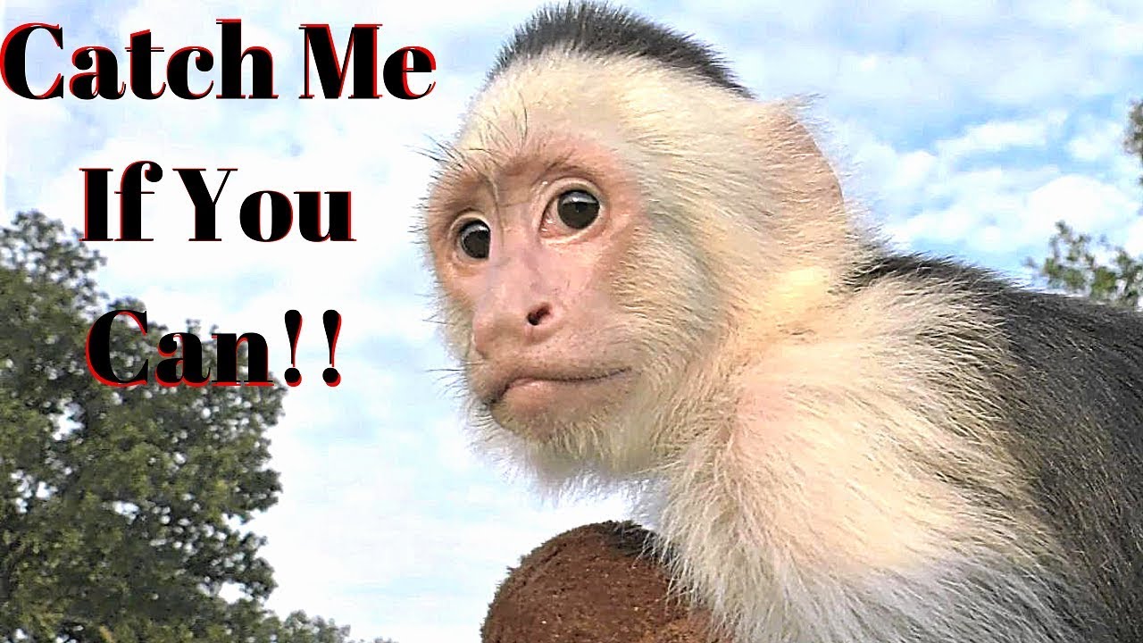 Throwing Balls to a Pet Monkey! - YouTube