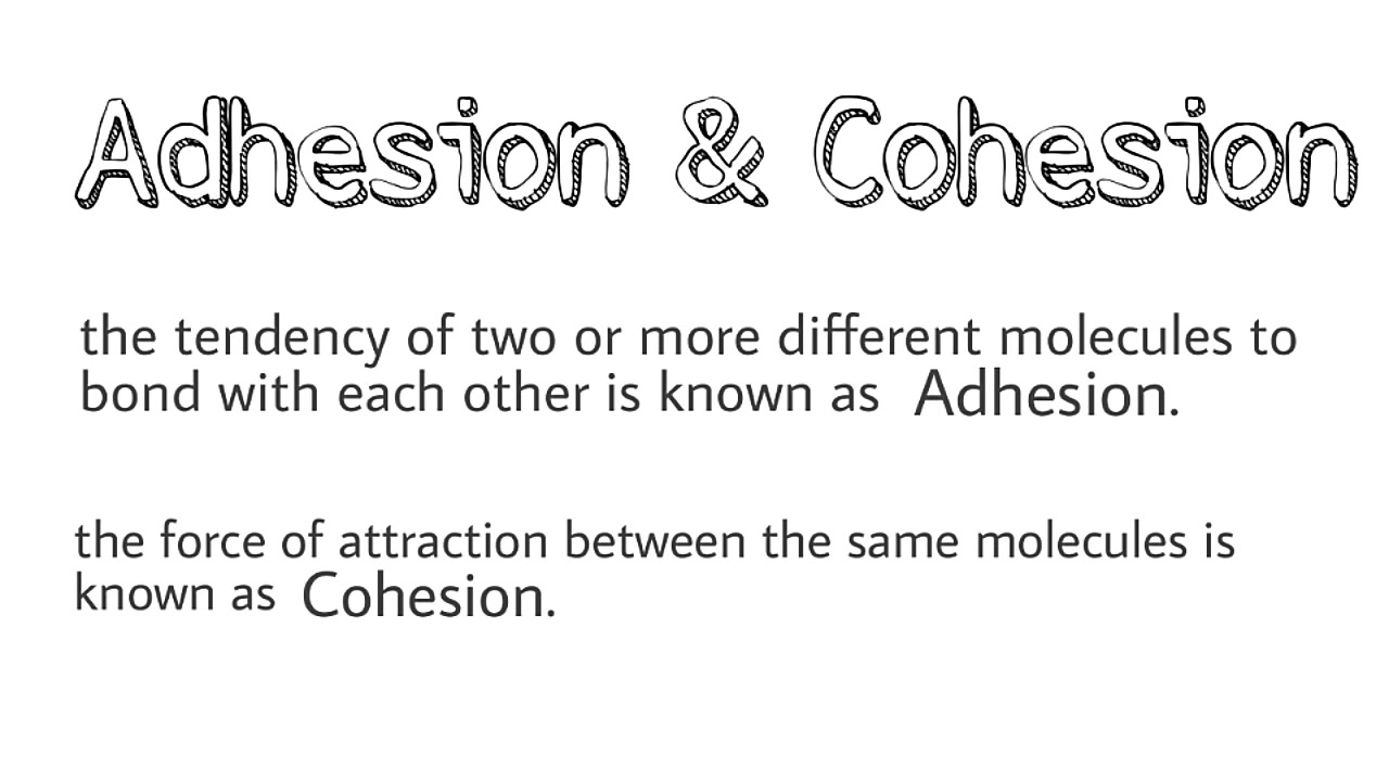 Properties of Water | Adhesion and Cohesion | Animation - YouTube