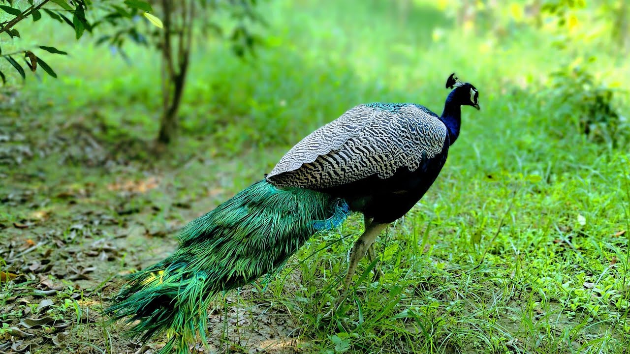 Picocok voice । मोर की मीठी सी बोली। - YouTube