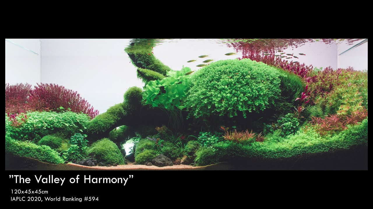 IAPLC 2020 | Contest Tank | "The Valley of Harmony" (120x45x45cm ...
