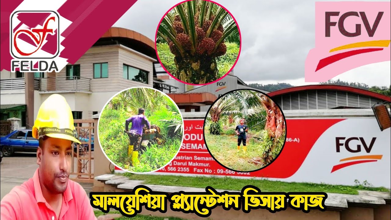 মালয়েশিয়ার FGV Plantation Company তে আসবেন | বেতন কাজ ও সুযোগসুবিধা ...