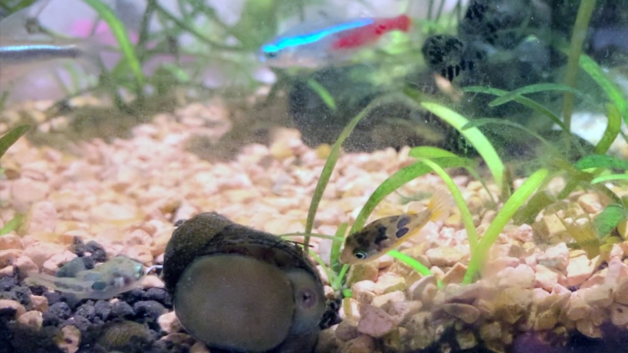 イシマキガイに興味津々のアベニーパファーDwarf pufferfish curious about Clithon retropictum ...