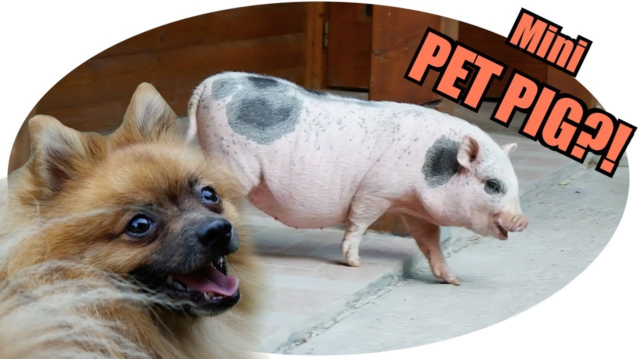 Cute Mini Pet Pig VS Dog - 🐷 ⚔ 🐶 - YouTube