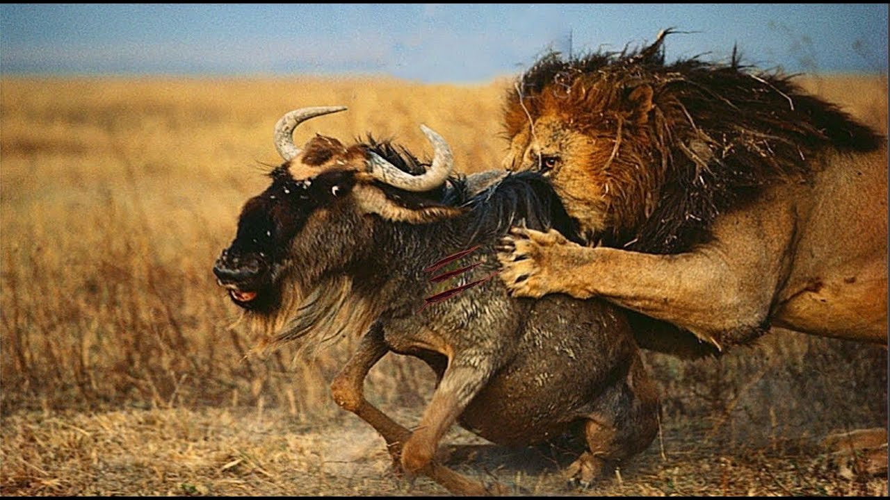 El Poder del LEON El Felino Mas Fuerte Del Mundo - YouTube