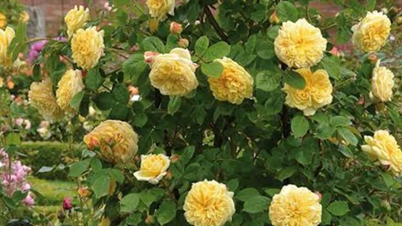 A morning capture of my terrace garden roses - YouTube