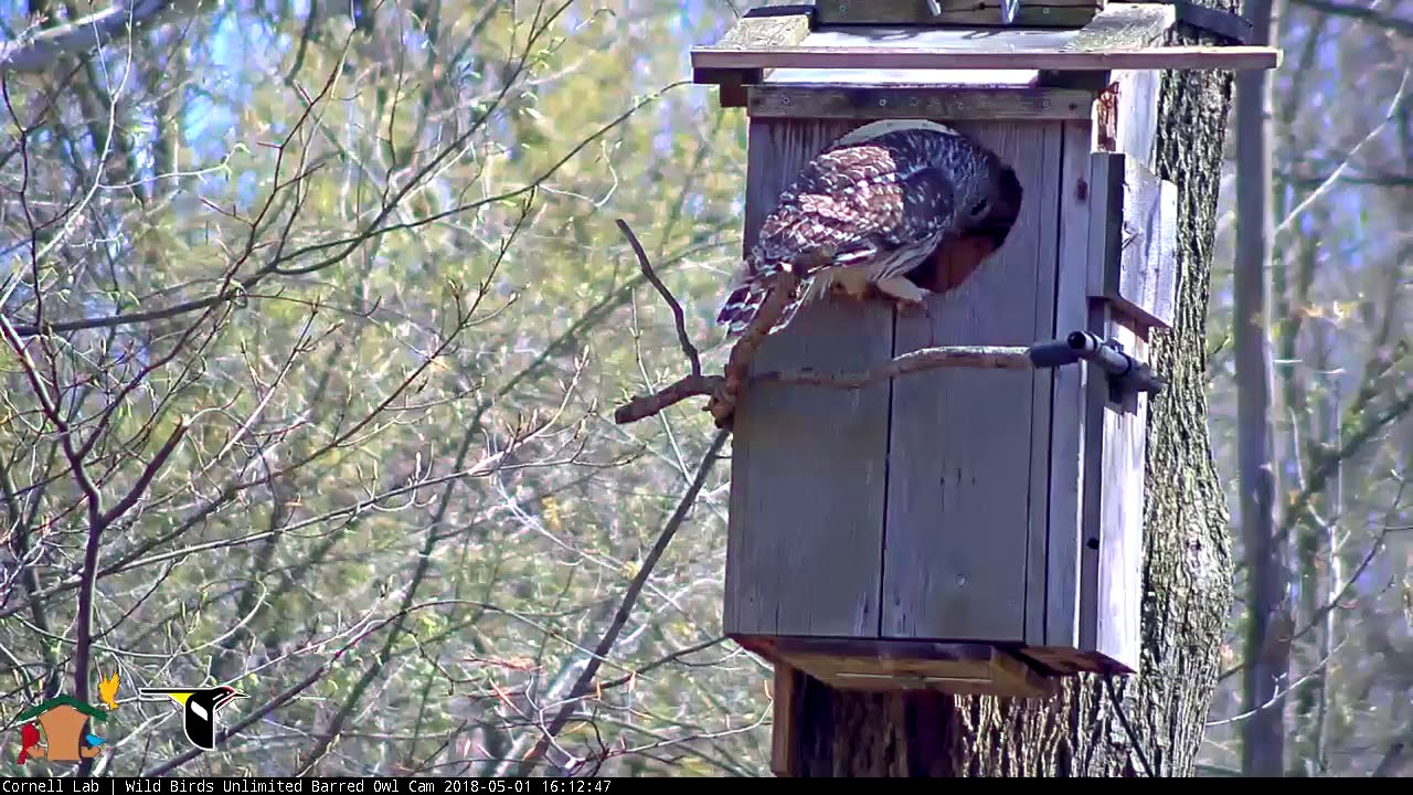 Adult Delivers Snake To Nest Box – May 1, 2018 - YouTube