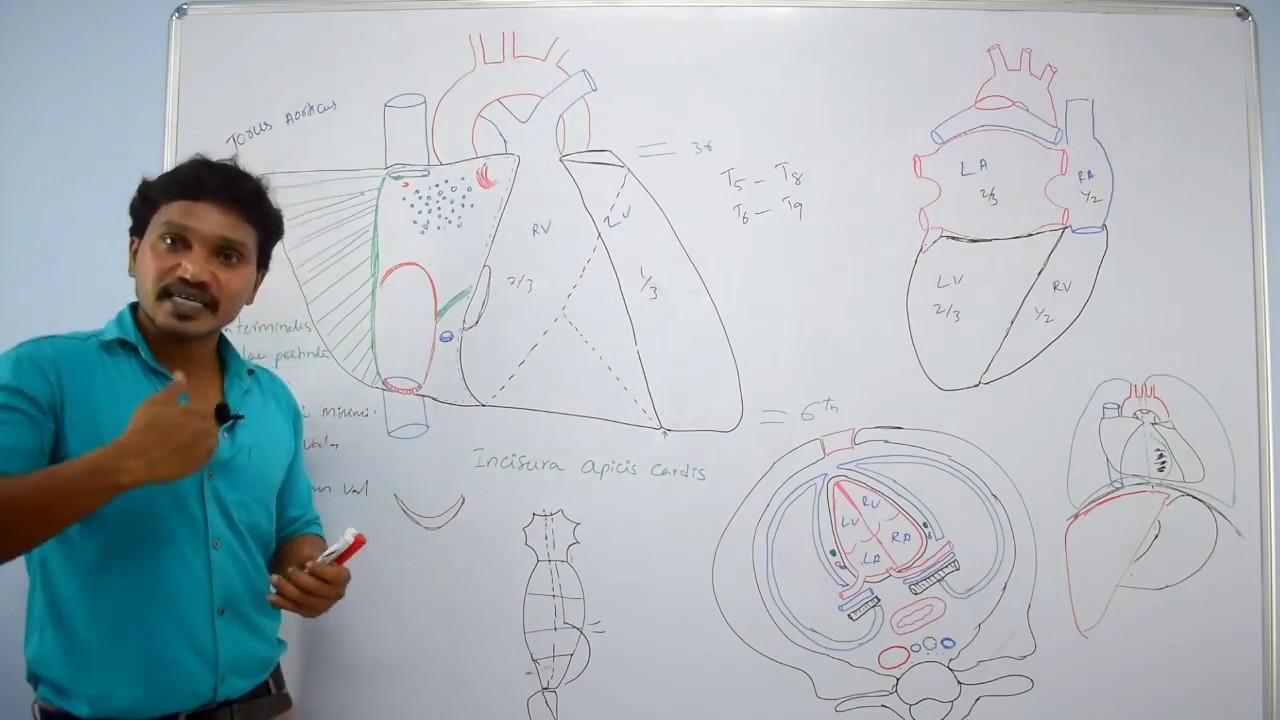 Interior of right atrium - YouTube