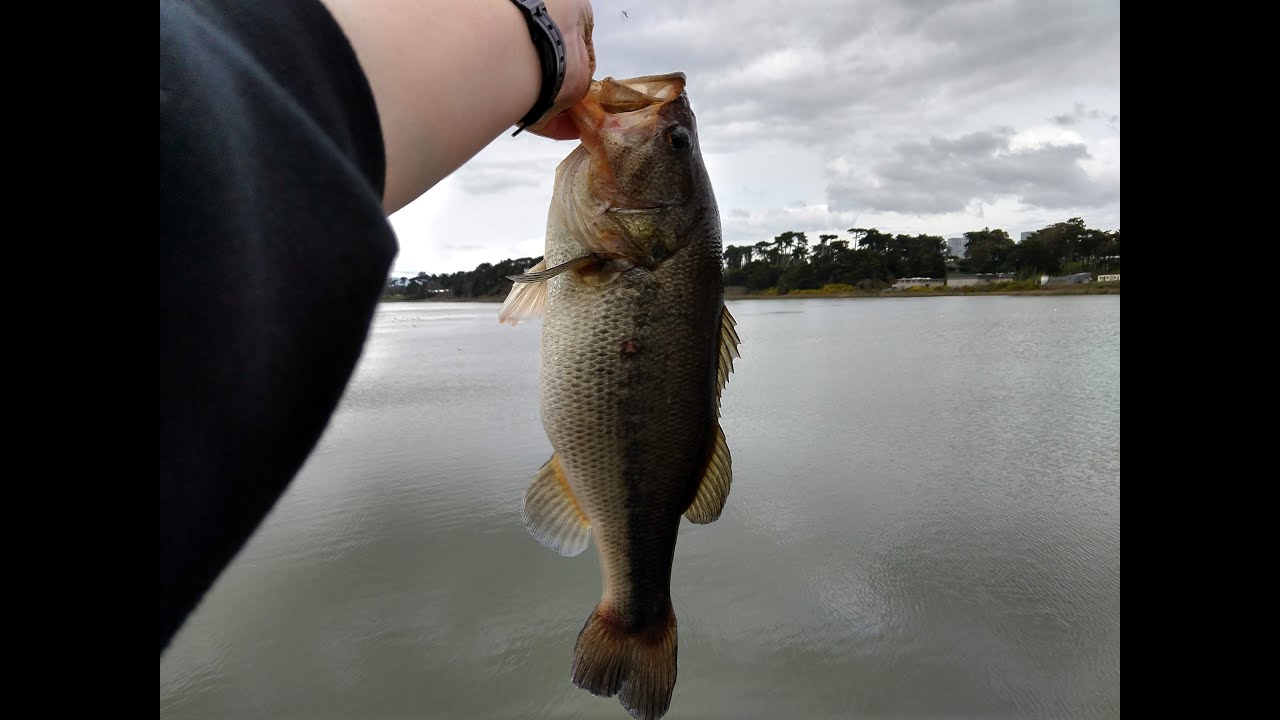Bass Fishing Lake Merced San Francisco from Shore - YouTube