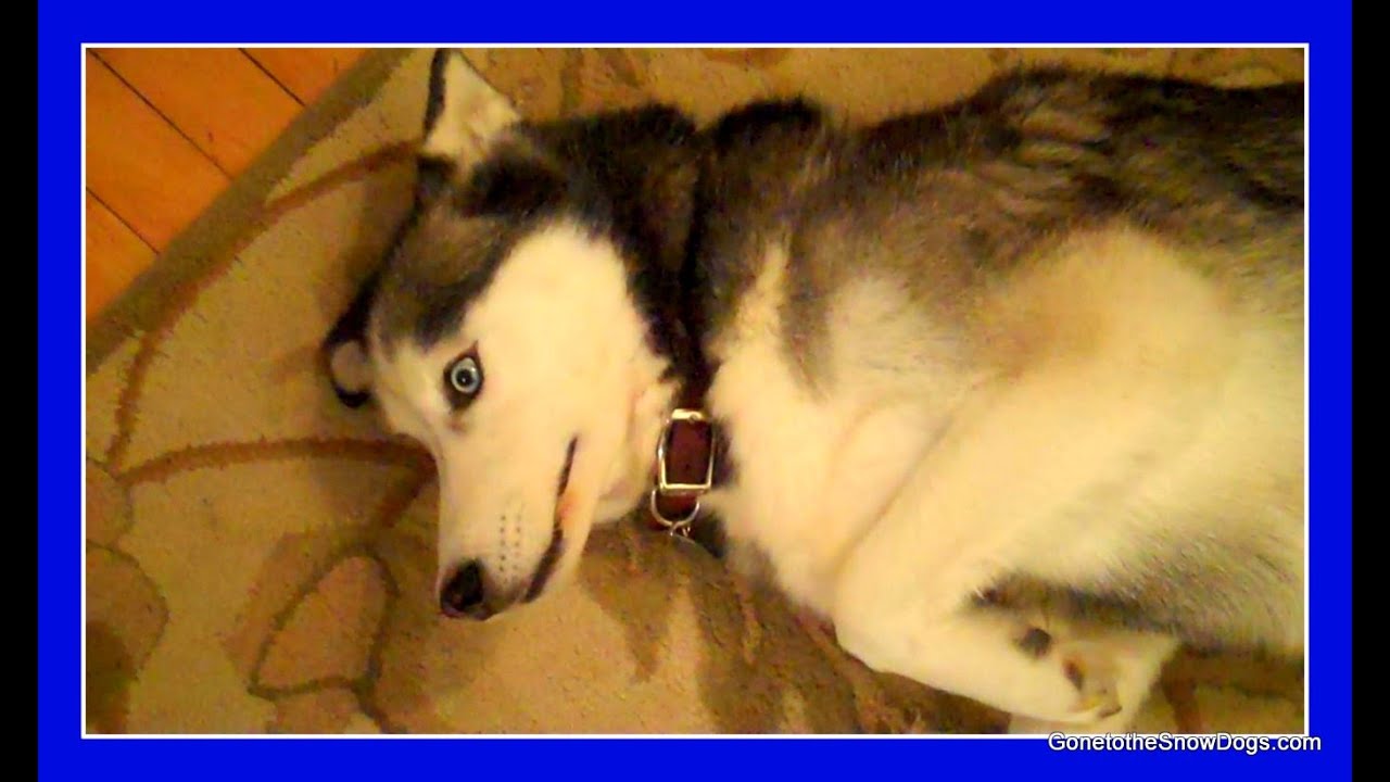 Are Huskies Bad Dogs