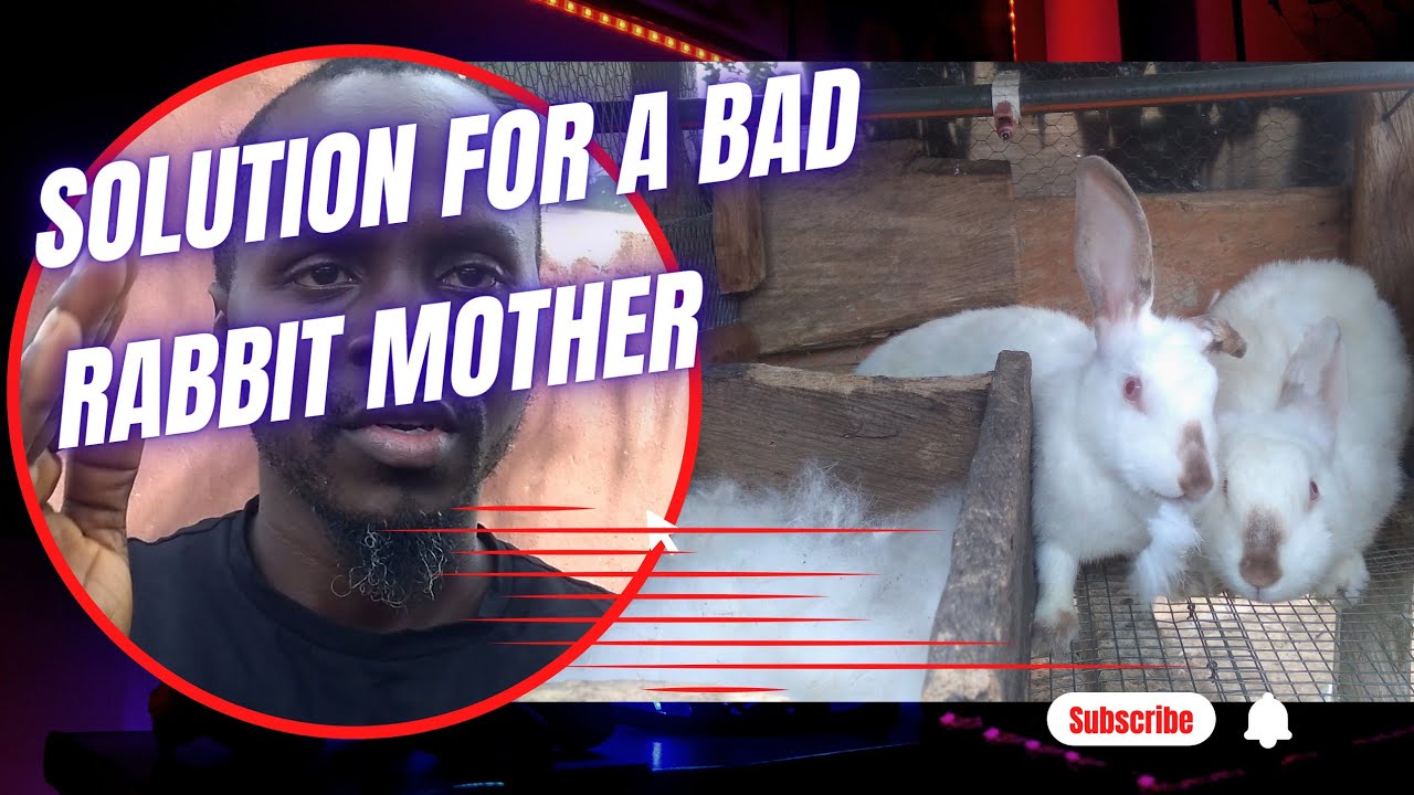 STEPS ON HOW TO FOSTER RABBIT KITS TO A DOE @scentfarms - YouTube