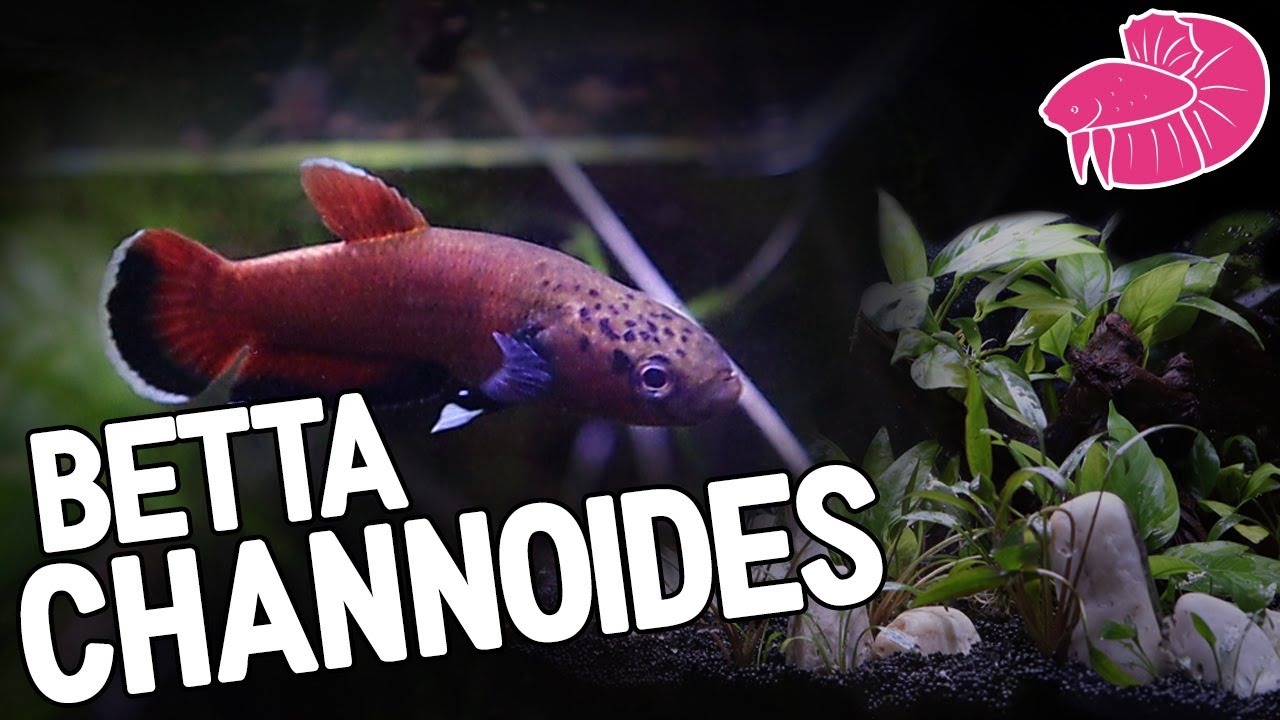 Wild Betta Channoides Unboxing and Spawning! (And Their New Low PH ...