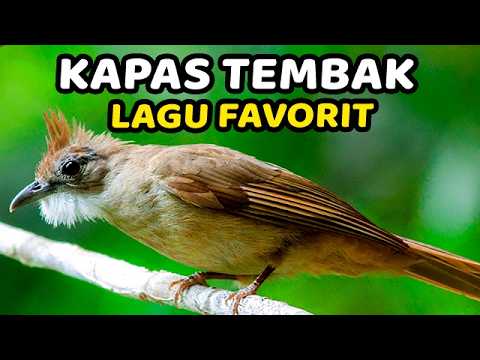 MASTERAN KAPAS TEMBAK GACOR DOR MERANGSANG EMOSI JADI CEPAT GACOR DOR