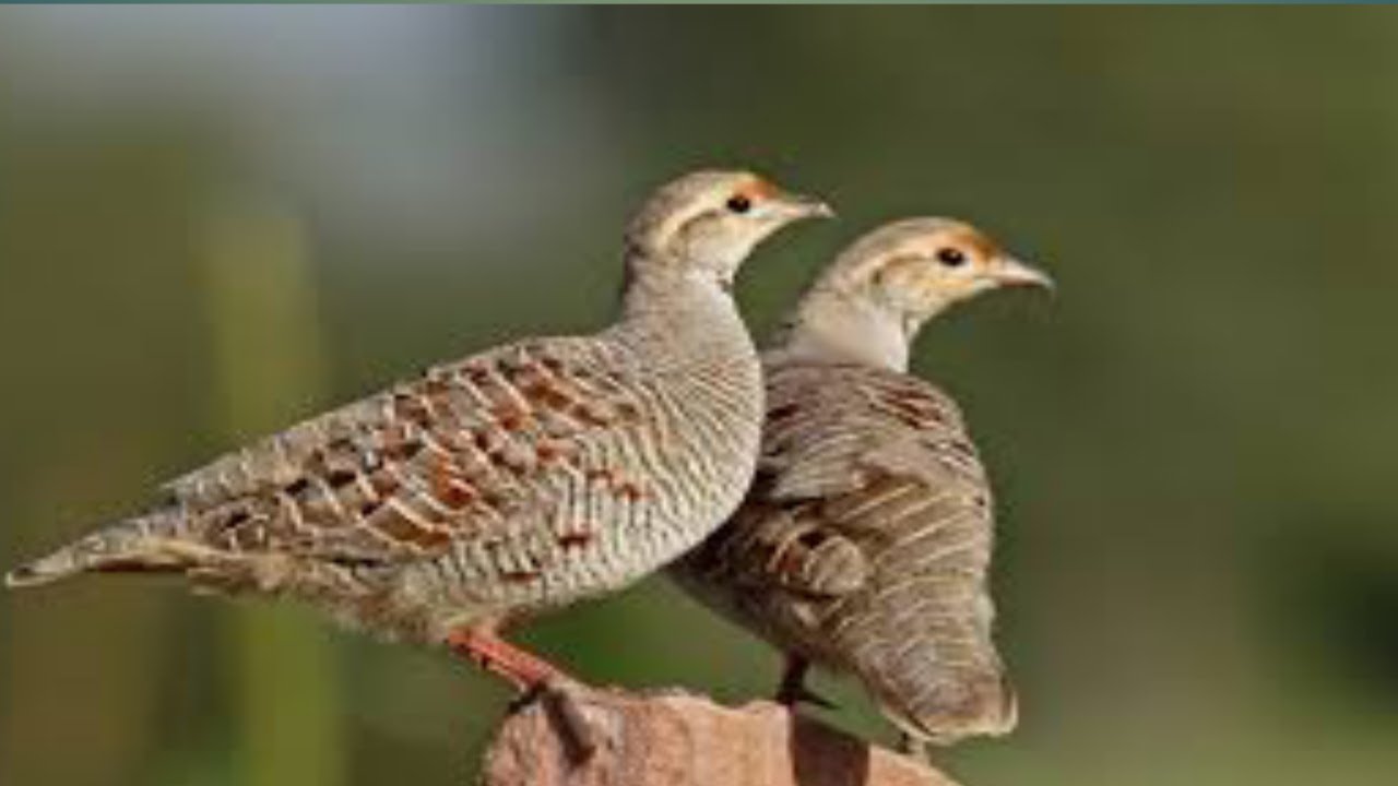 Birds video [female teetar ki awaz] Teetar bird | grey francolin bird ...