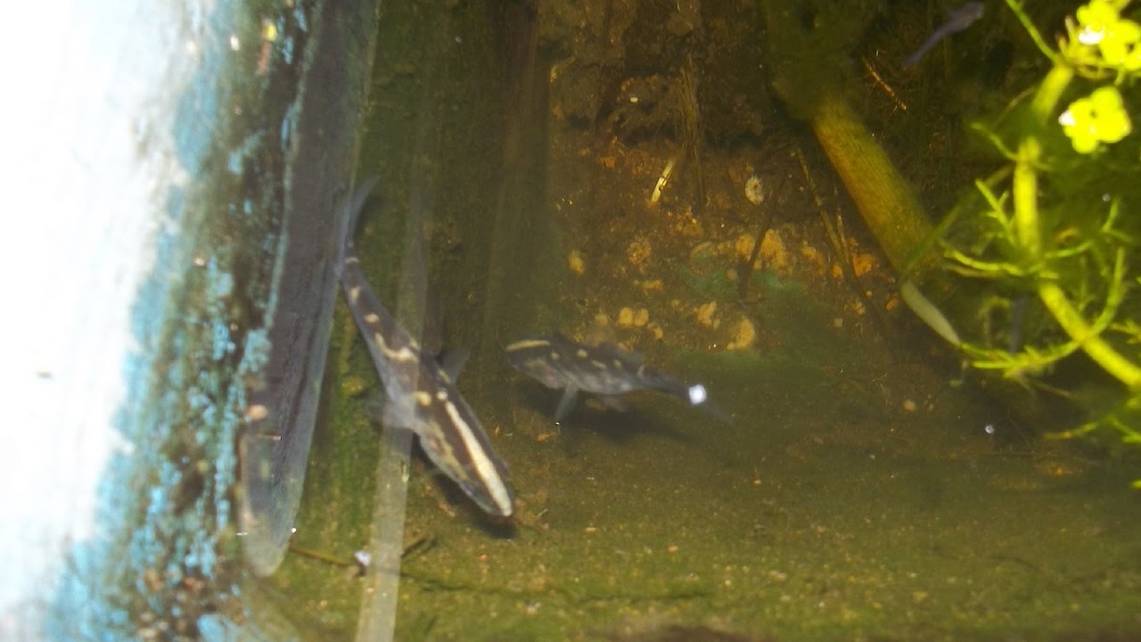 A night video of my baby Barra hunting & the Yabbies. - YouTube