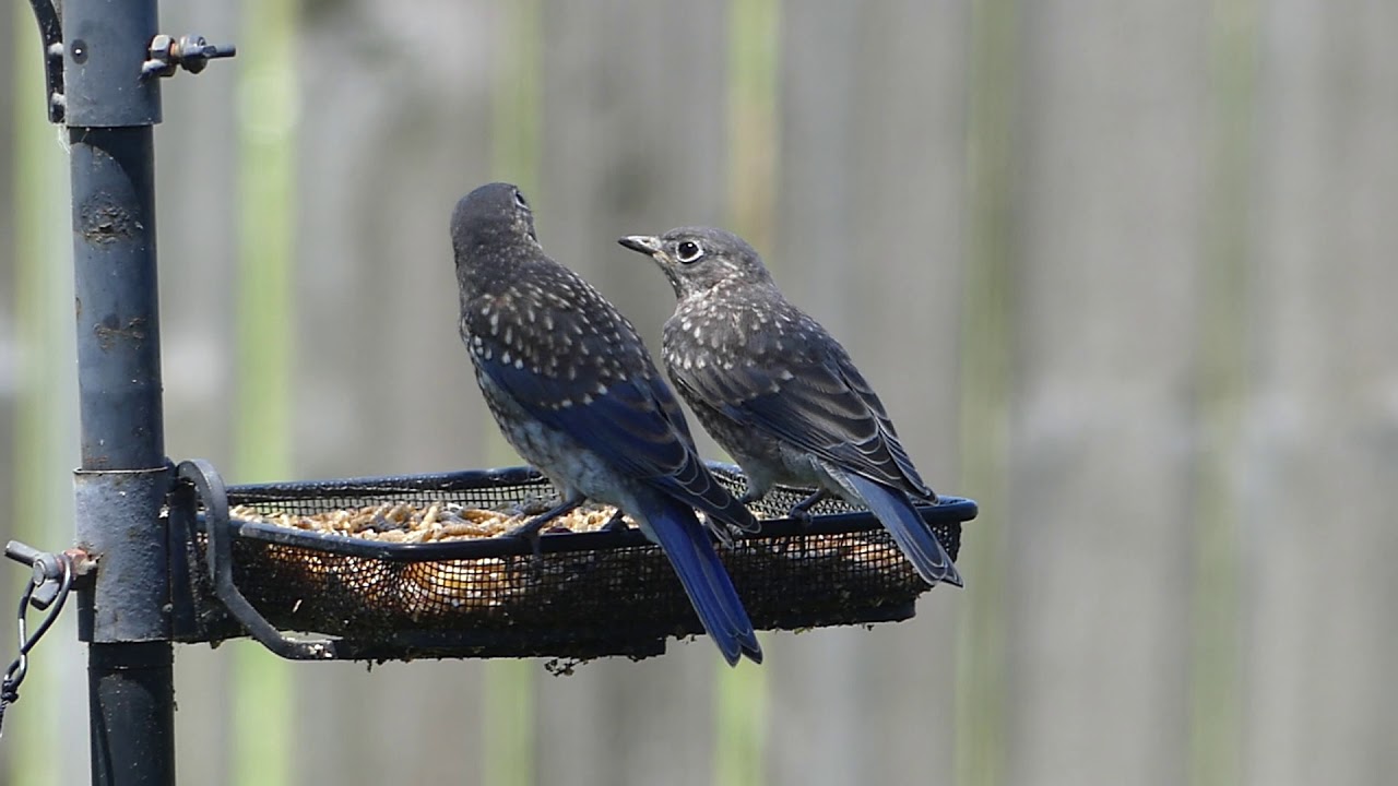Bluebird chicks enjoy eating mealworms - YouTube