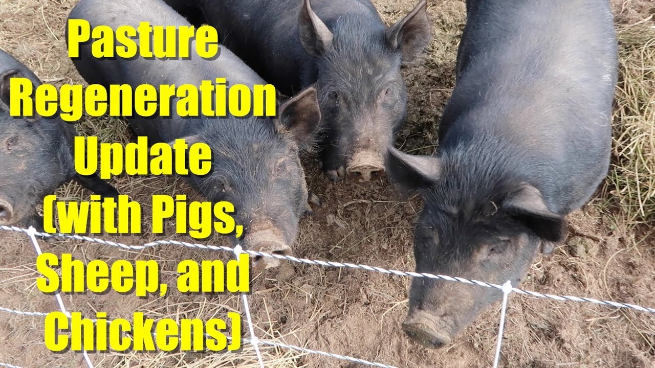 Pasture Pig Regeneration Update - YouTube