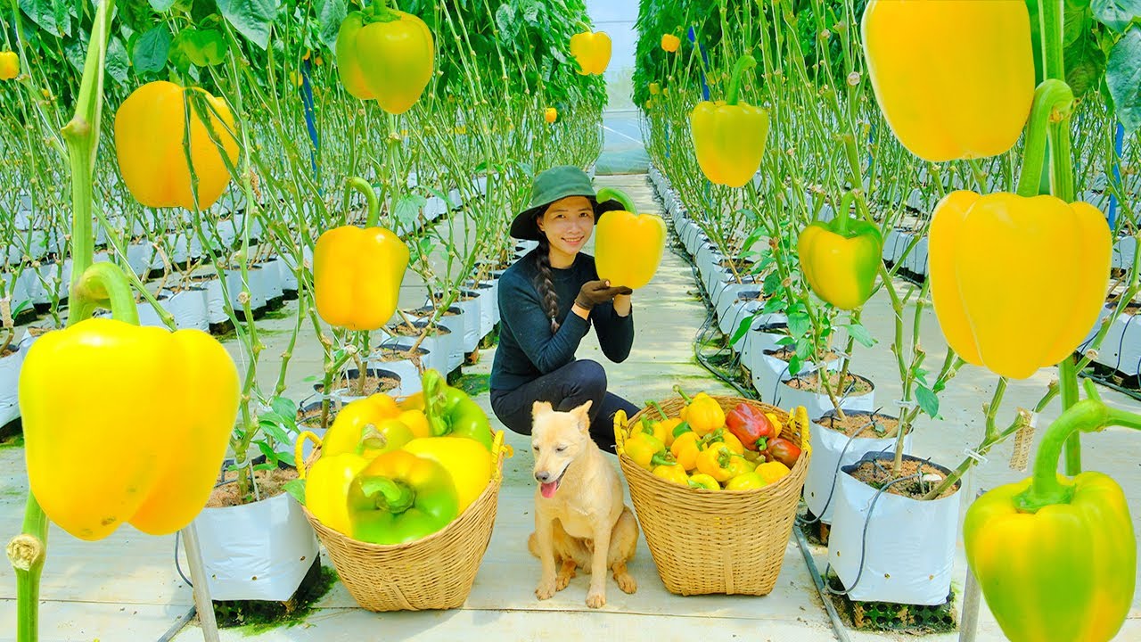 Harvesting Yellow Bell Peppers in the greenhouse to sell at the market ...