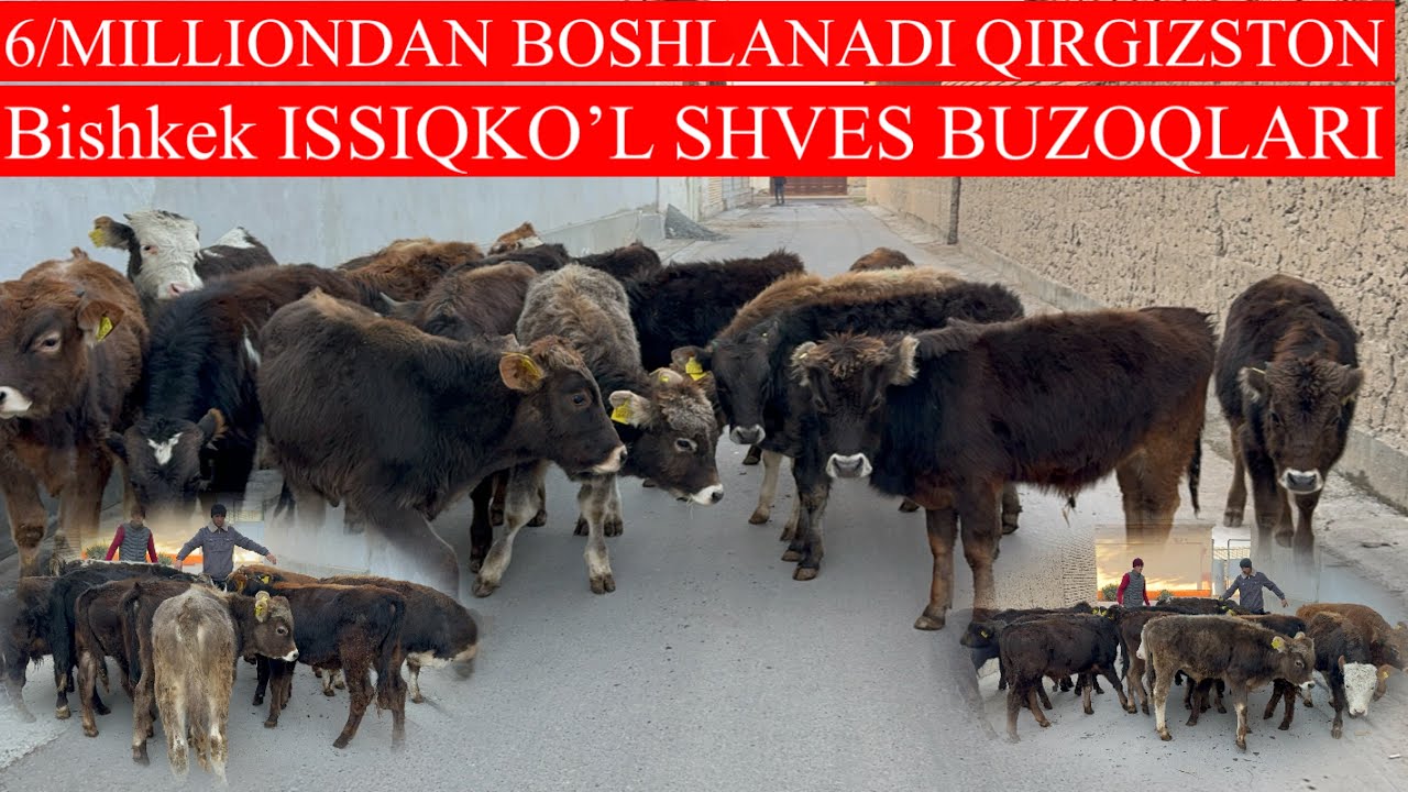Qirg’izston ISSIQKO’L SHVES BUZOQLARI shunchalik ARZONMI 6/MILLIONDAN ...