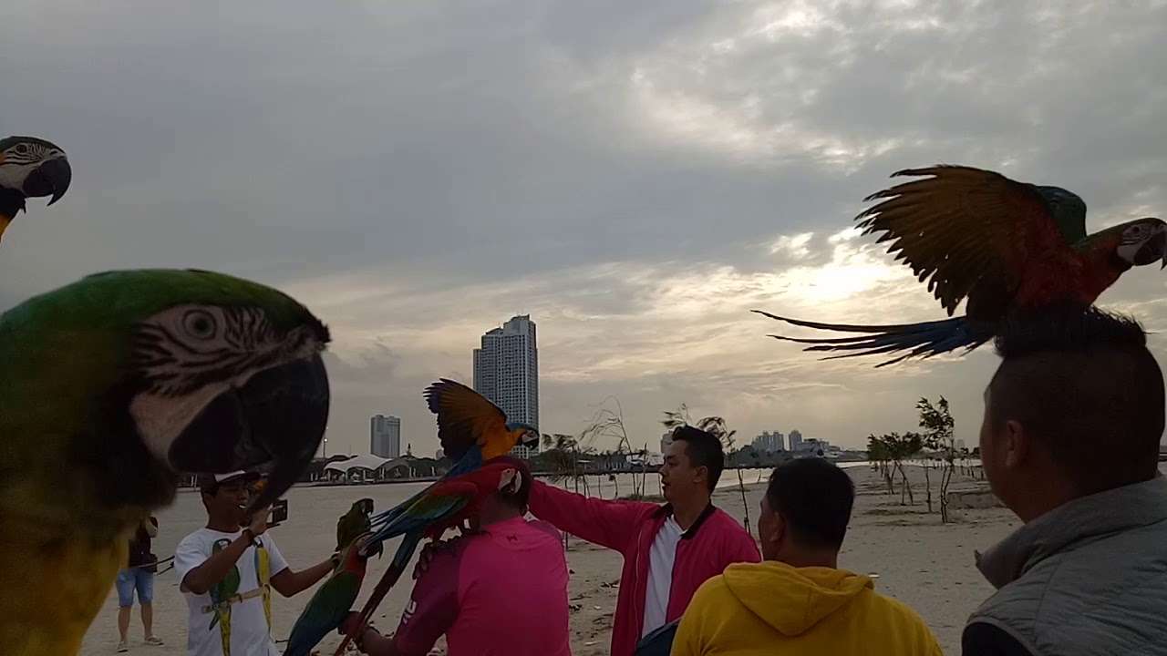 serunya freefly dipantai ancol bersama komunitas intercon freefly - YouTube