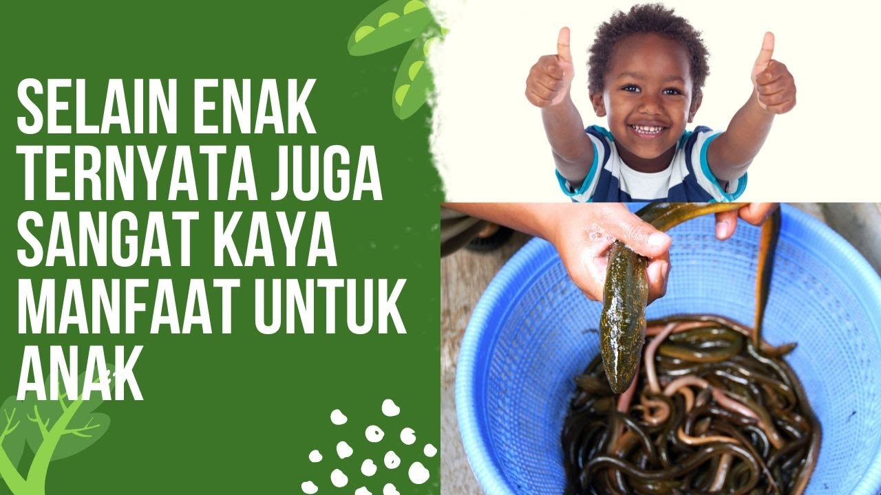 5 Manfaat 🍛 Makan Belut Bagi Anak - YouTube