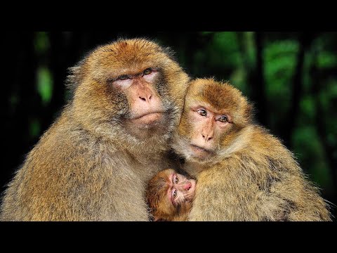 Amazing Barbary Macaque | 5 Facts You Didn't Know Barbary Macaques #animals @Eccentric_animal ...