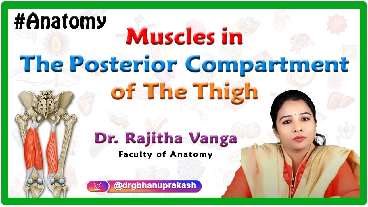 Muscles in the Posterior Compartment of the Thigh / Hamstring Muscles ...