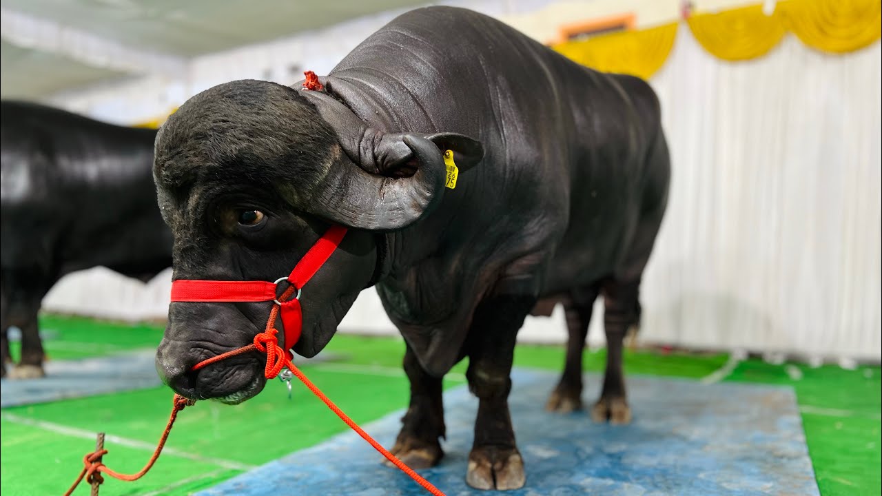 30cr garuda bull Rana bull kattppa Doremon Special Bull | Khairatabad ...