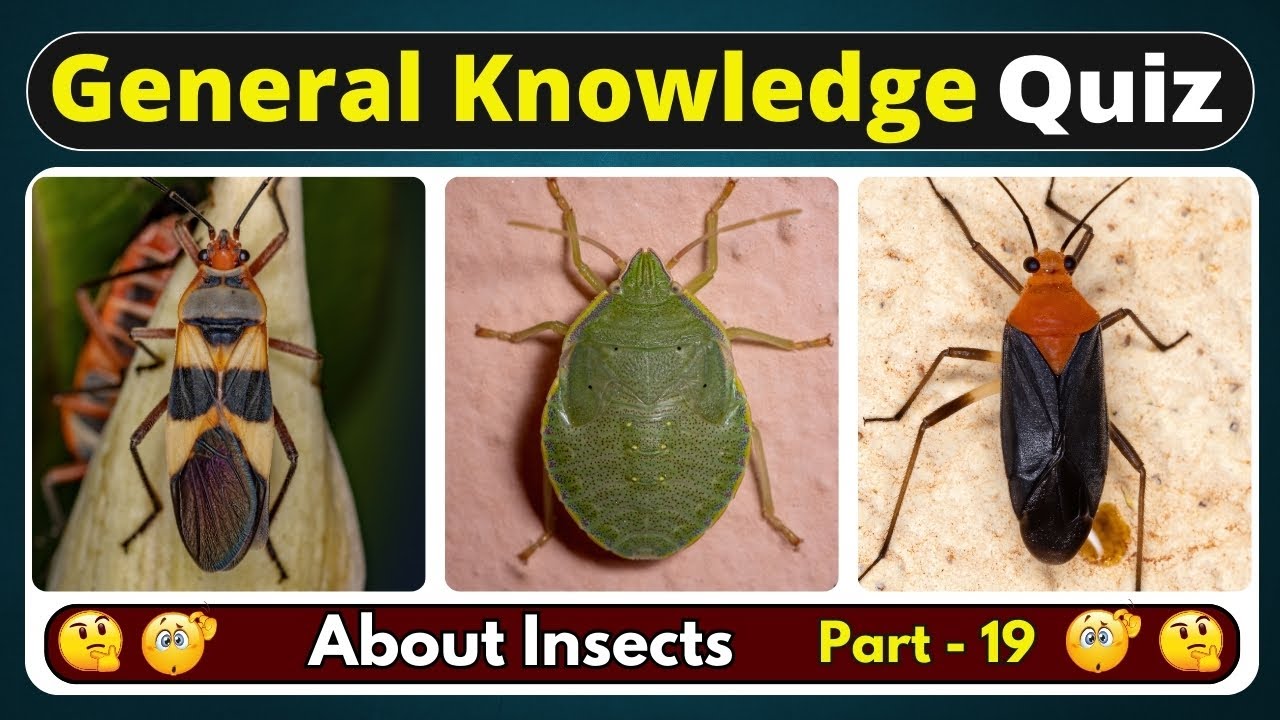 10 Bug Questions That Will Stump You 🐞 | General Knowledge Quiz ...