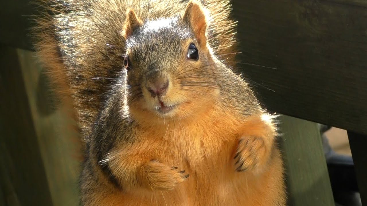 Squirrel Sings Genius of Love by Tom Tom Club - Porch Critter Karaoke 2 ...