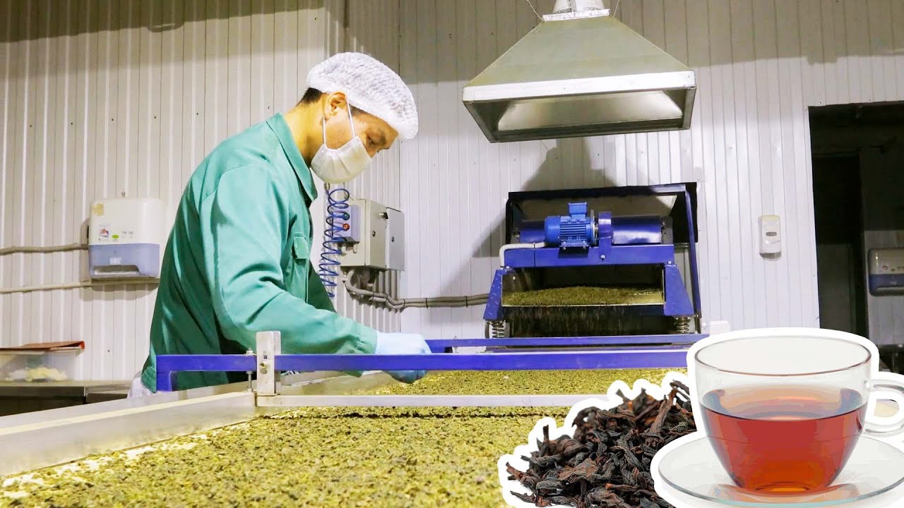 Japanese Cultivation Green Tea | Green Tea Harvest and Processing ...