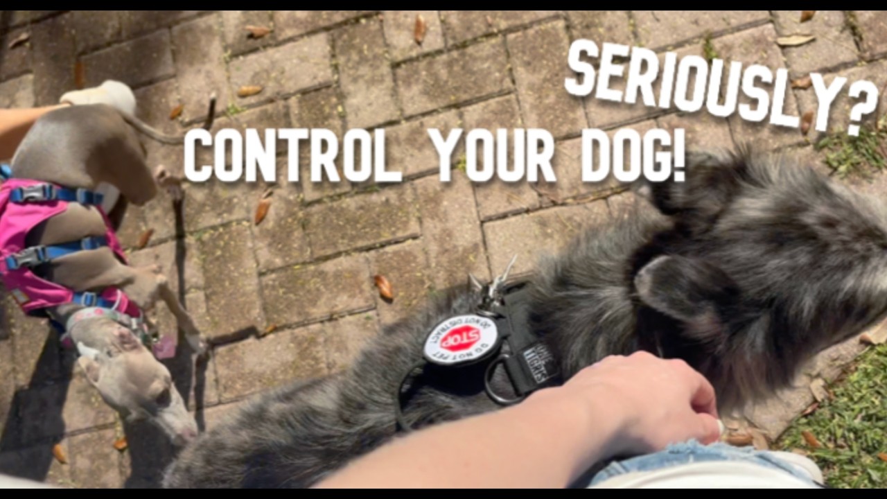 Control your dog! - YouTube