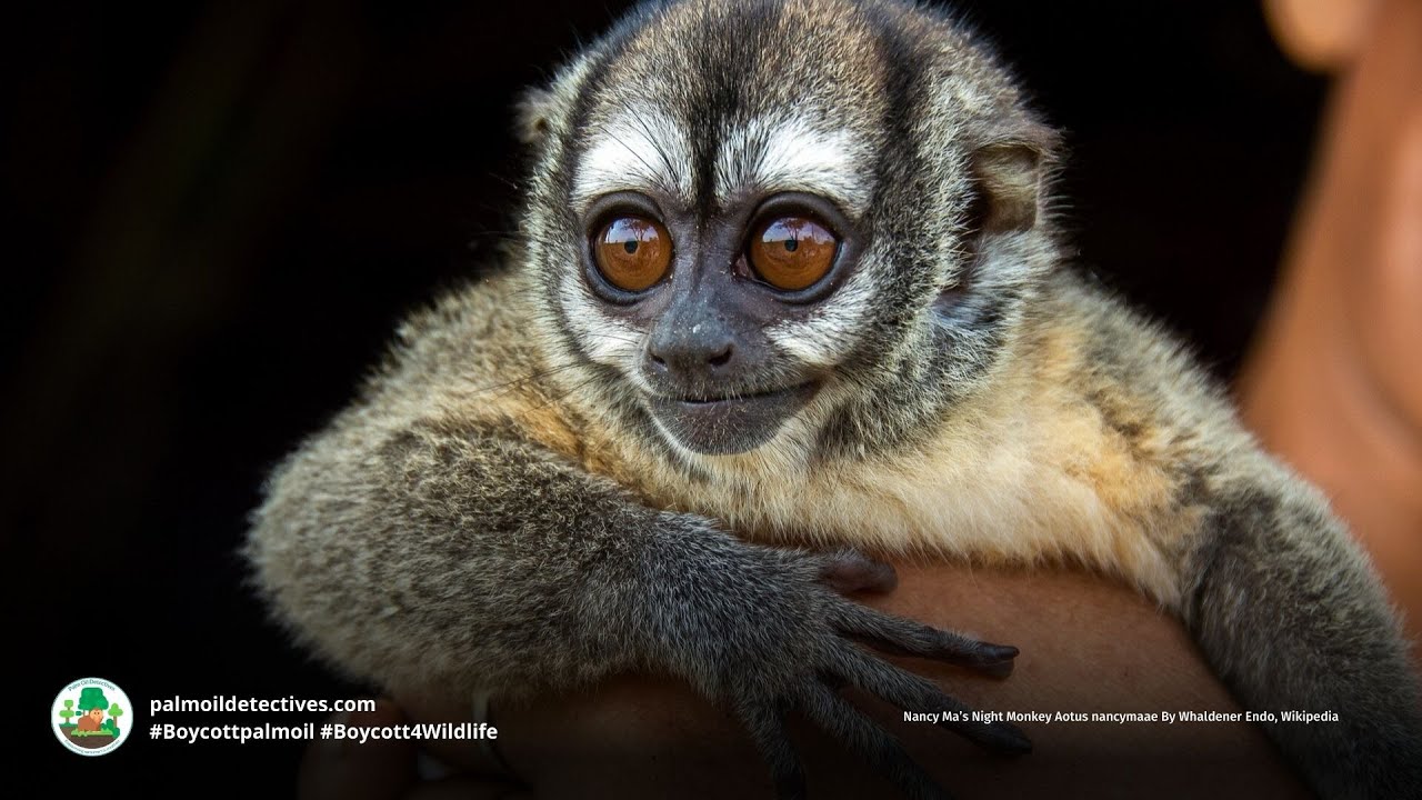 Nancy Ma’s Night Monkey Aotus nancymaae - YouTube