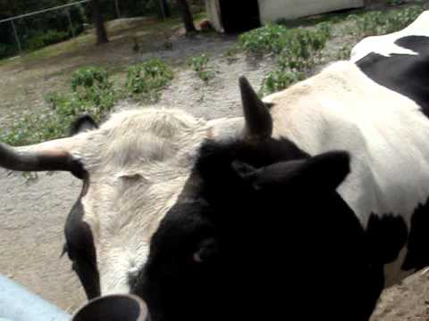 Popcorn Park Zoo Cow Video - YouTube