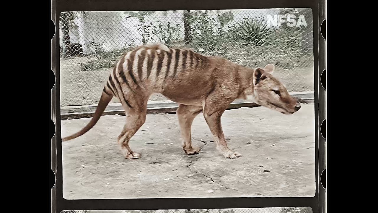 Rare colourised footage of the last surviving Tasmanian tiger ...