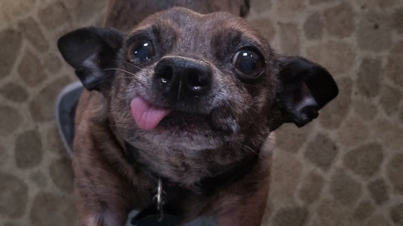 The Story of EL Chopo - YouTube