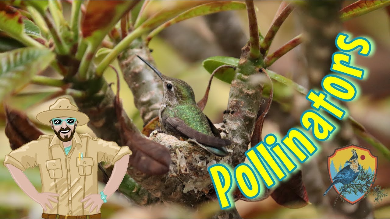 Pollinators For Kids | Educational Show For Kids - YouTube