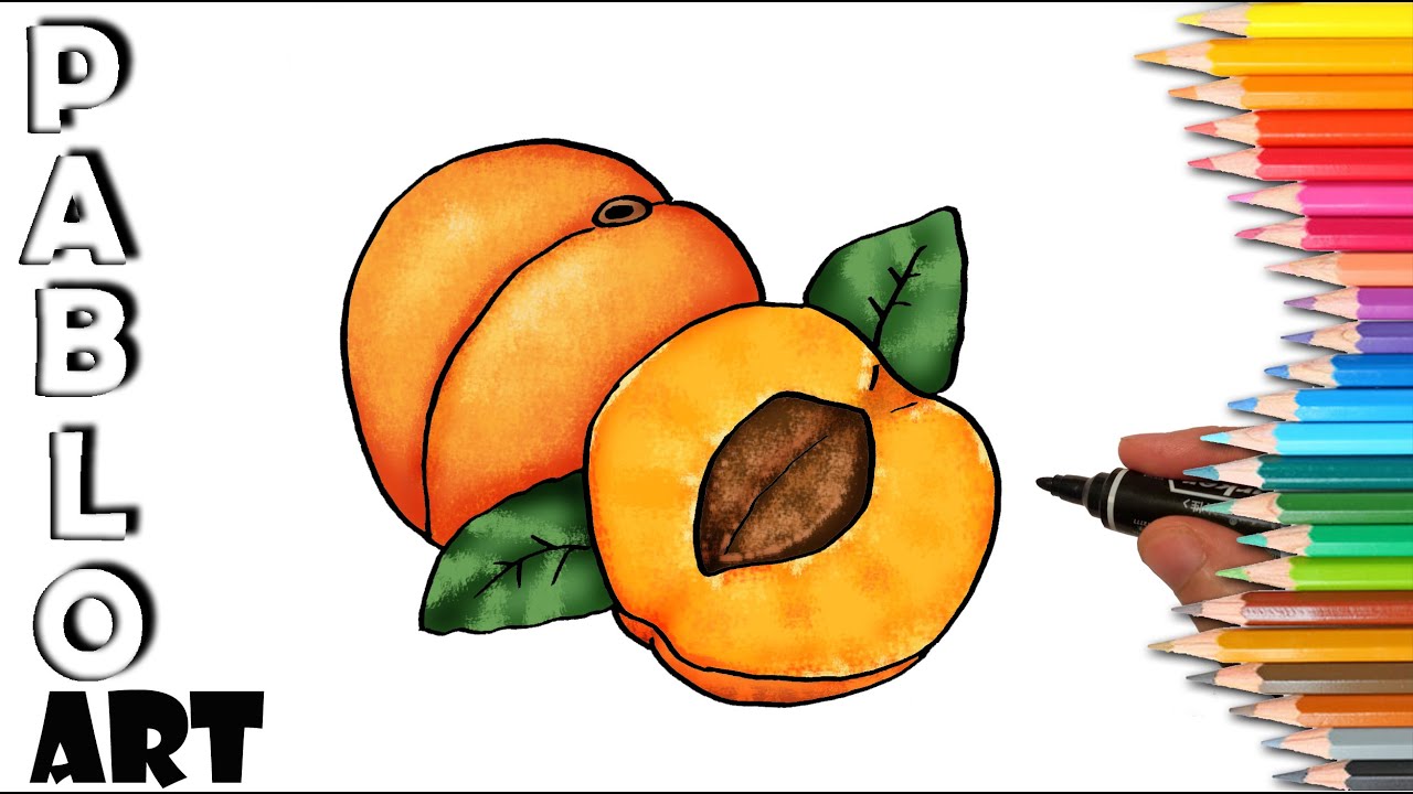 How to Draw 🍑 Apricot Fruits | Learn to Draw step by step - YouTube