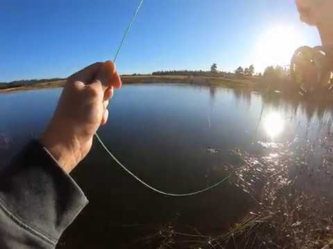 Northern Arizona Northern Pike - YouTube