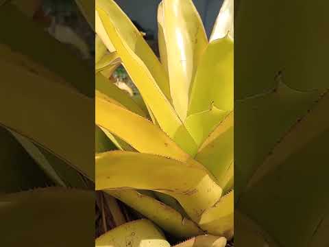 สัปปะรดสี (Bromeliad)สายพันธุ์ Aechmea Blanchetiana Lemon เกิดในอเมริกา ...