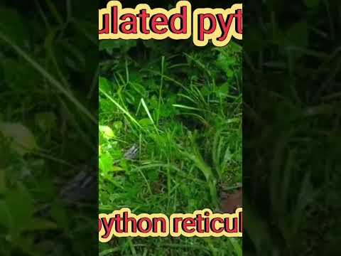 Reticulated python - Malayopython reticulatus - Ular sanca kembang ...
