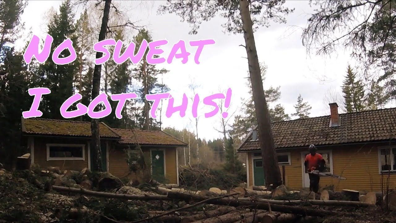 Precision tree cutting - YouTube